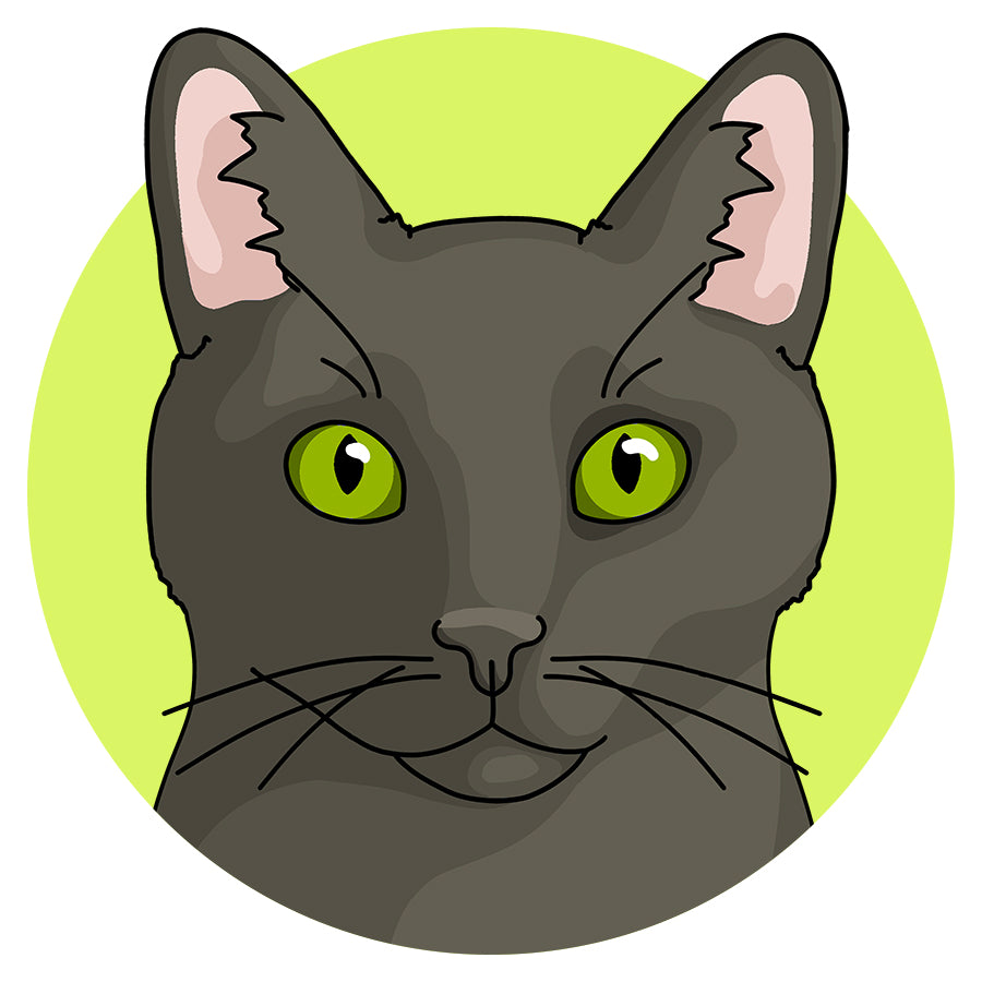 Black DSH Cat – Detezi Designs