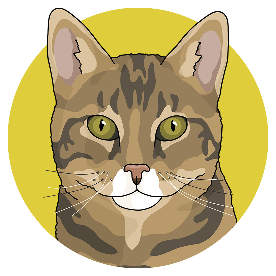 Tabby DSH Cat – Detezi Designs